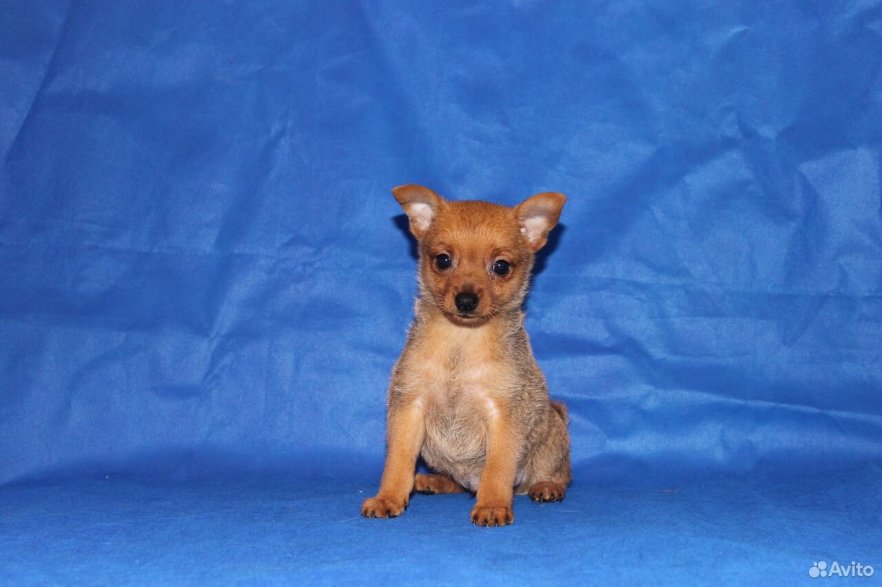 Плод любви шпица и пинчера