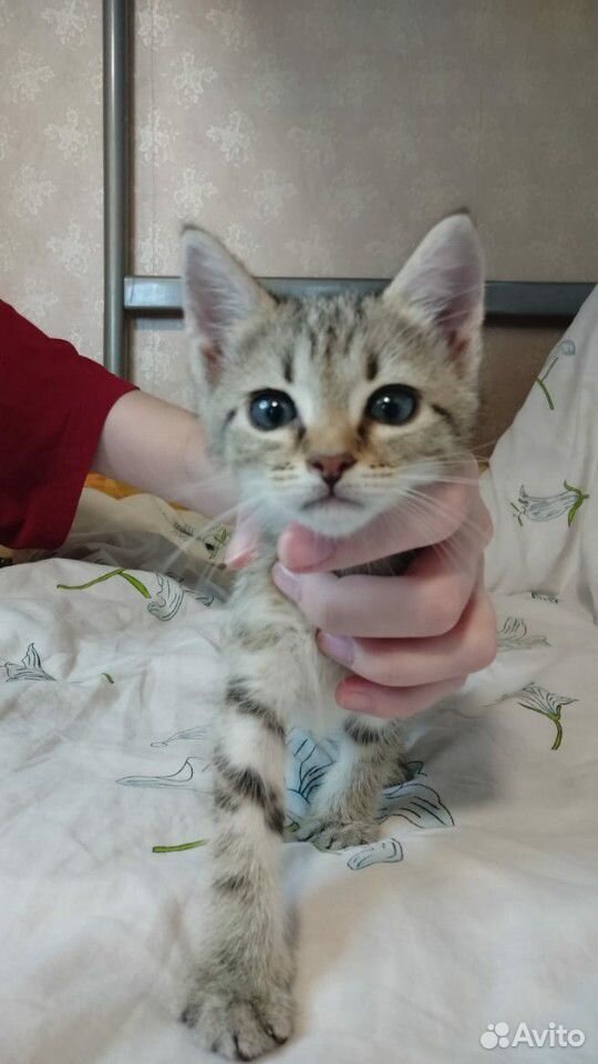 Котёнок Пирожок 1.5 мес