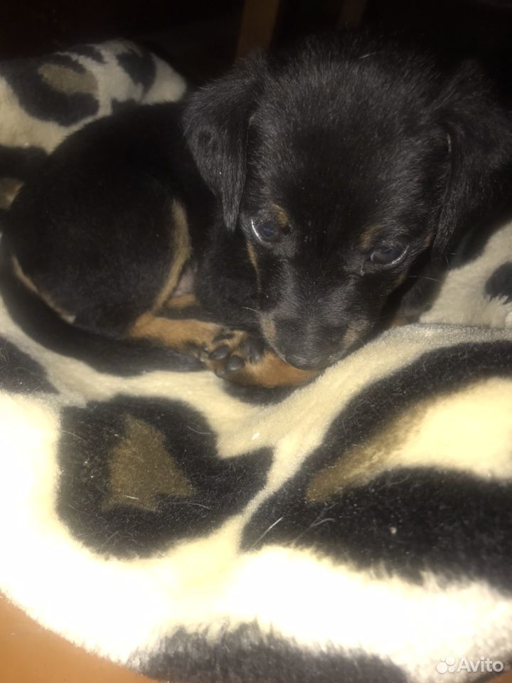 Собака такса