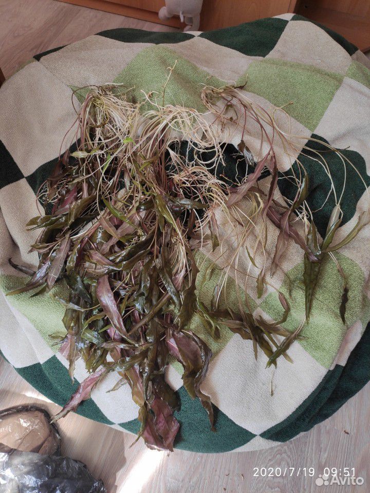 Растения аквариумные