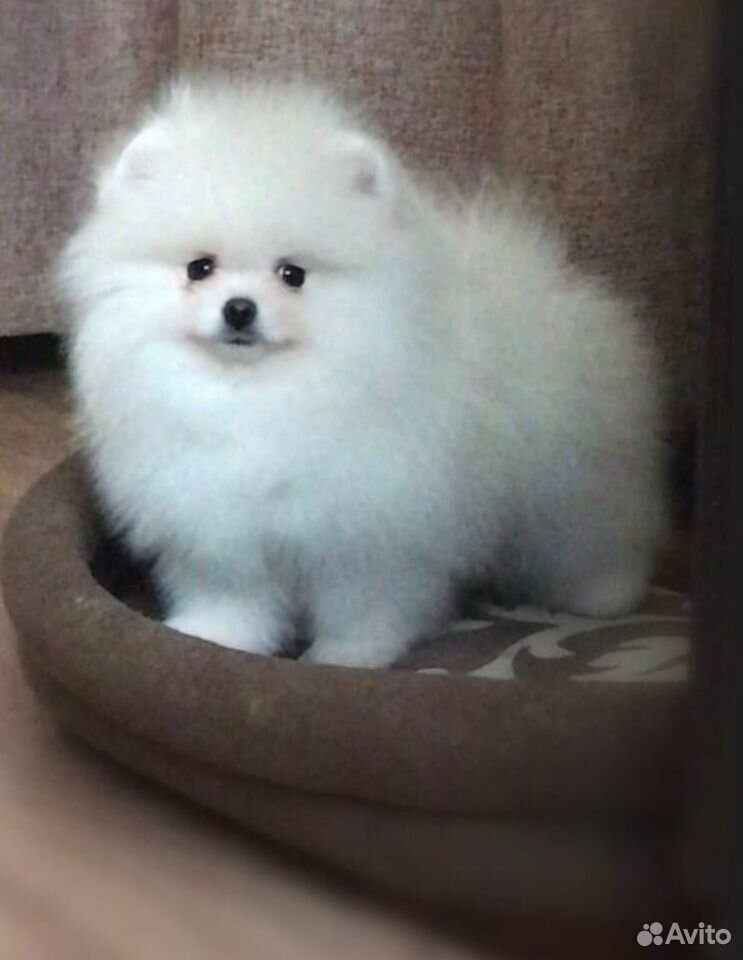 Шпиц померанский