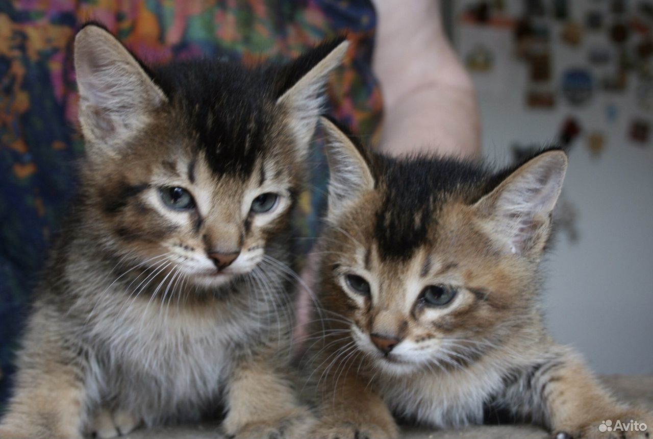 Котята абиссинские 1 мес