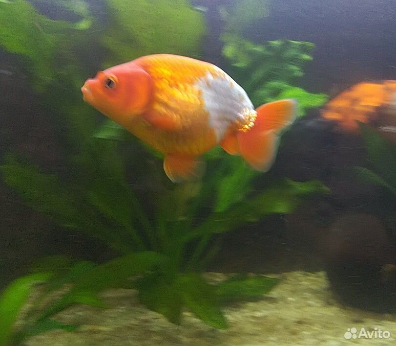 Золотая рыбка Ранчу