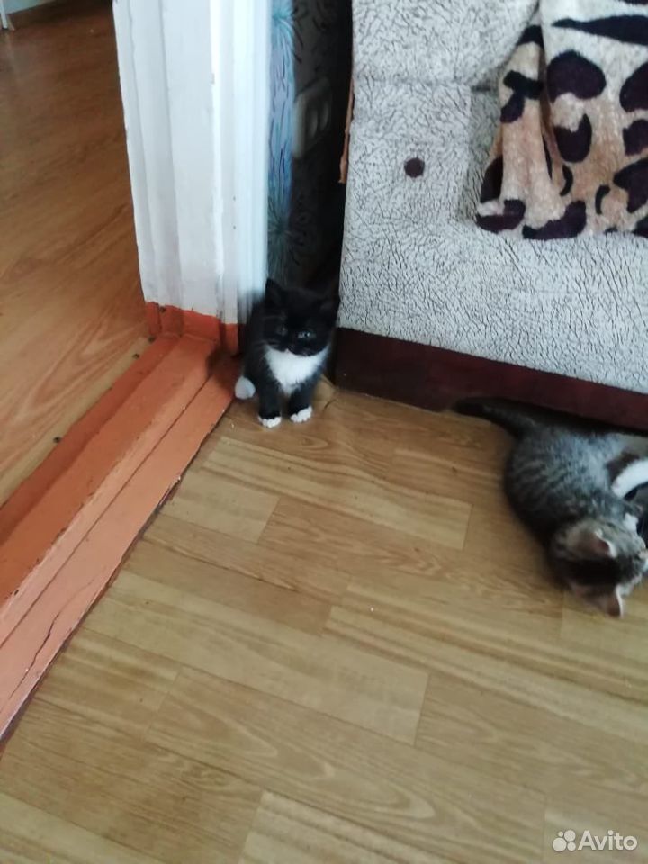 Милые котята