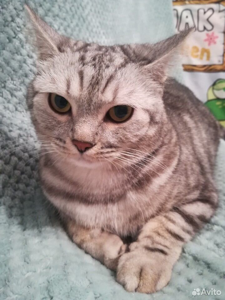 Метис шотландца ищет дом