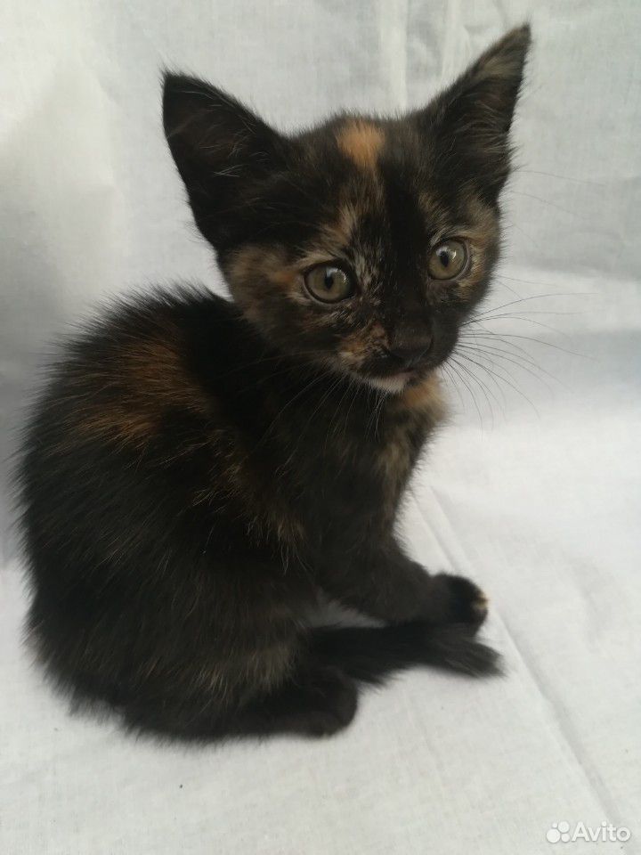 Котенок