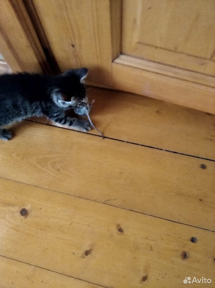 Котята