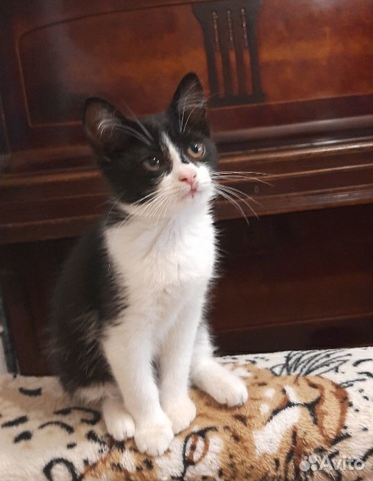 Кошка