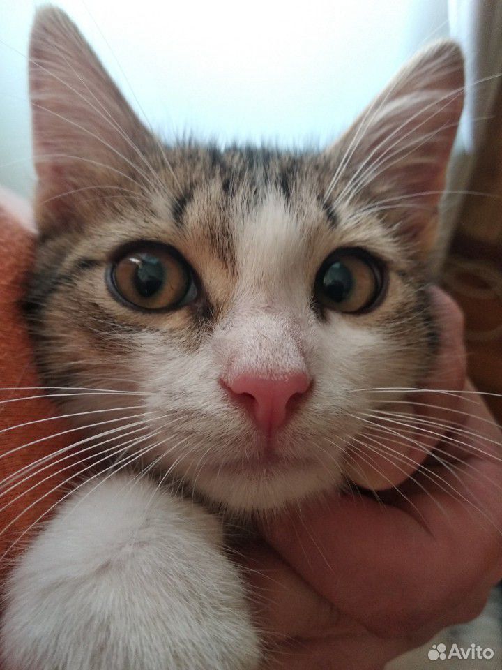 Котик - розовый носик
