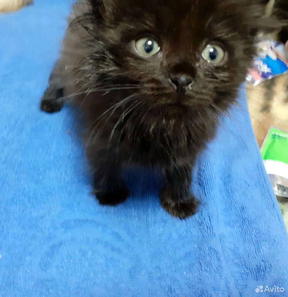 Очаровательный чёрный котенок мальчик 2 месяца