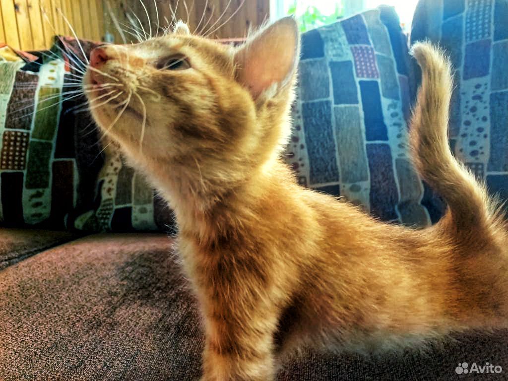 Кошка