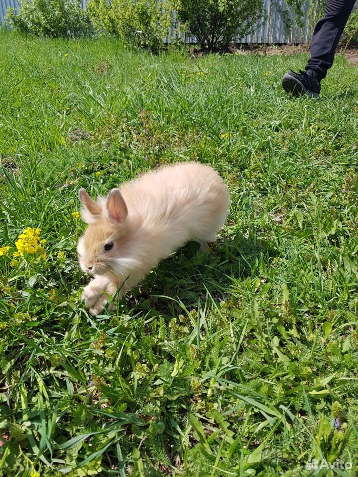 Кролик 5 мес
