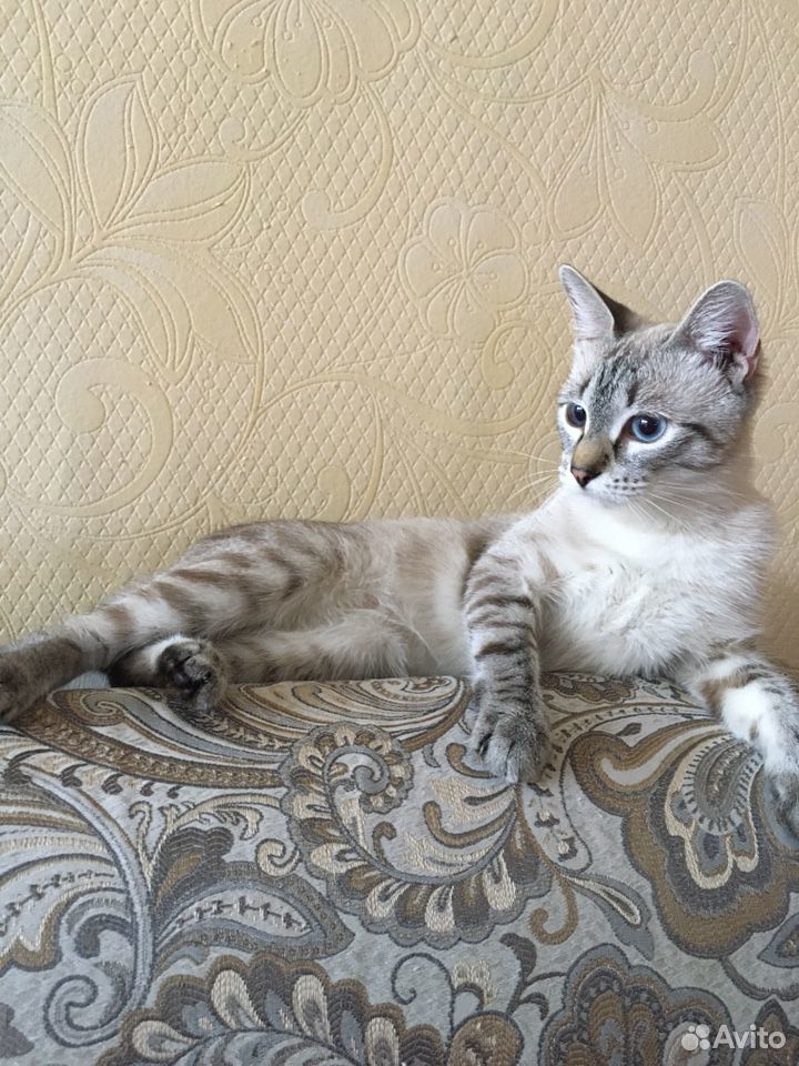 Кошка Зефирка