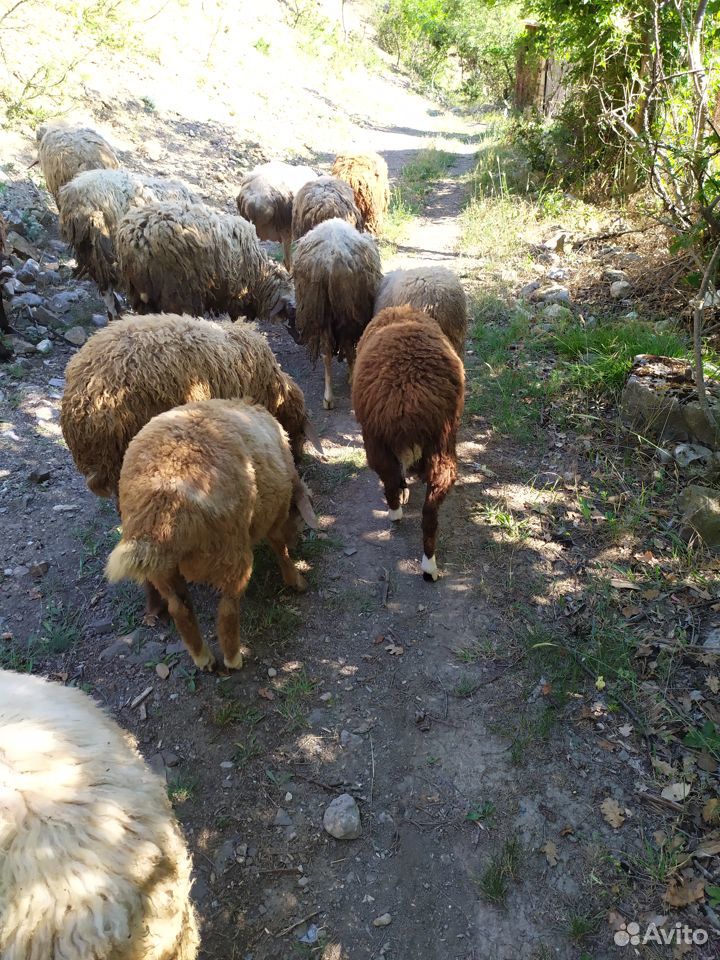 Продаются овцы