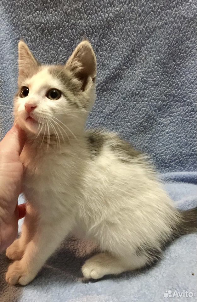 Котёнок милашка Тотошка 2,5 месяца в добрые руки