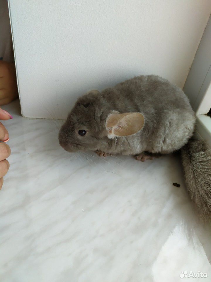 Шиншилла