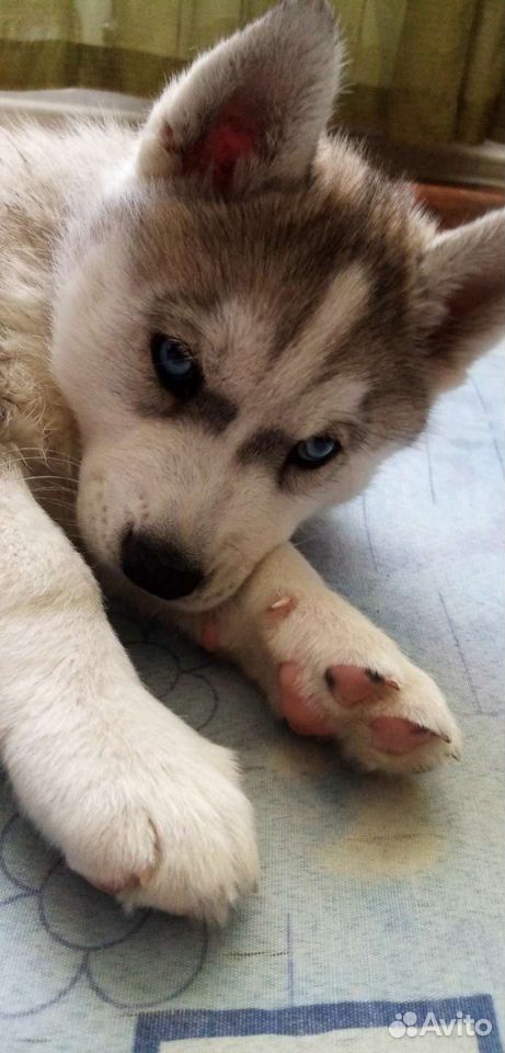 Сибирский хаски