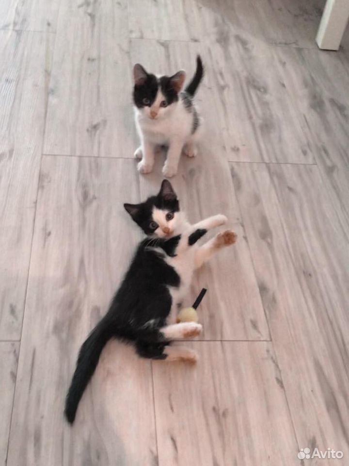 Котята домашние, приученные к режиму и правилам