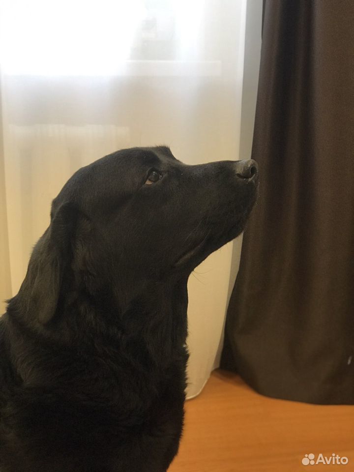 Лабрадор