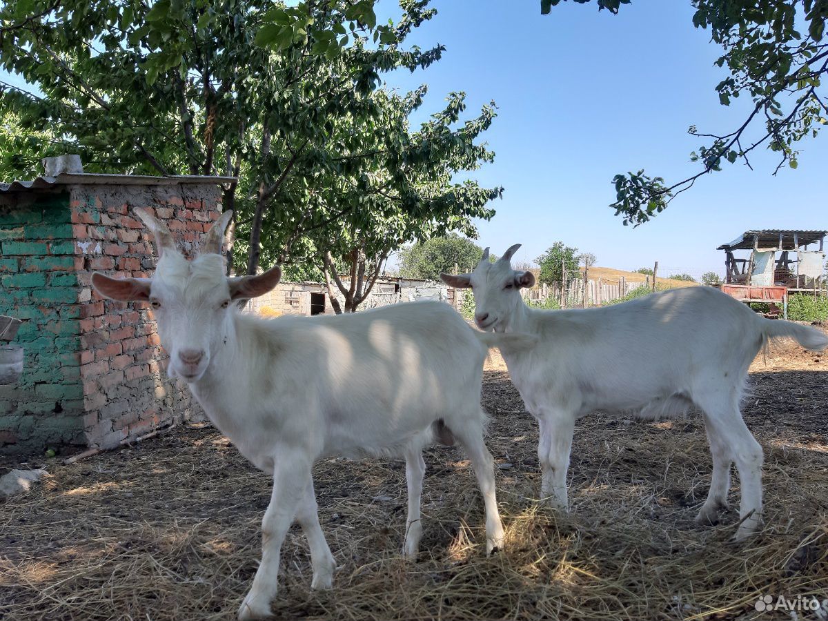 Коза дойная с козликами