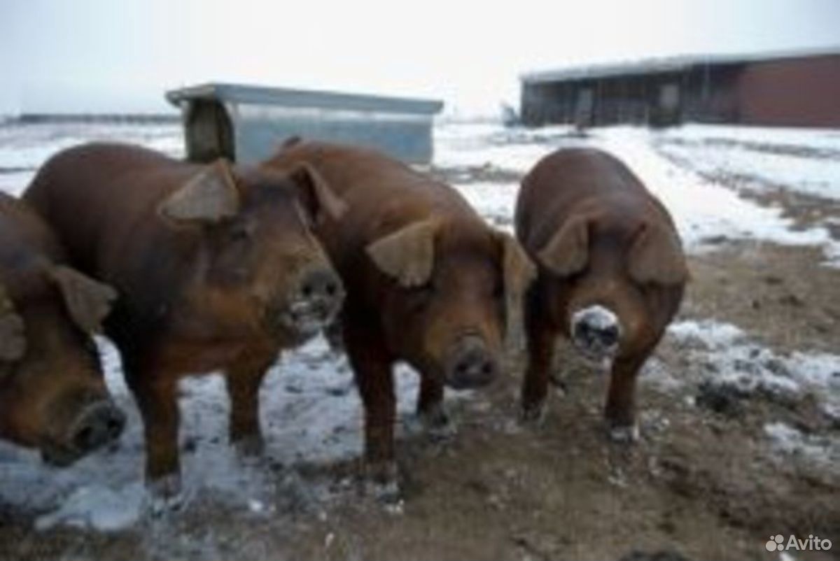 Свиноматки Дюрок