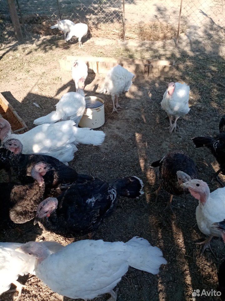 Индюшата и цыплята