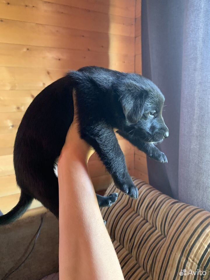 Отдам щенка