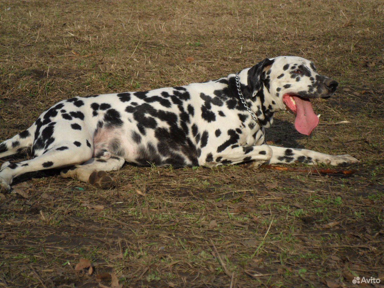 Далматин кобель