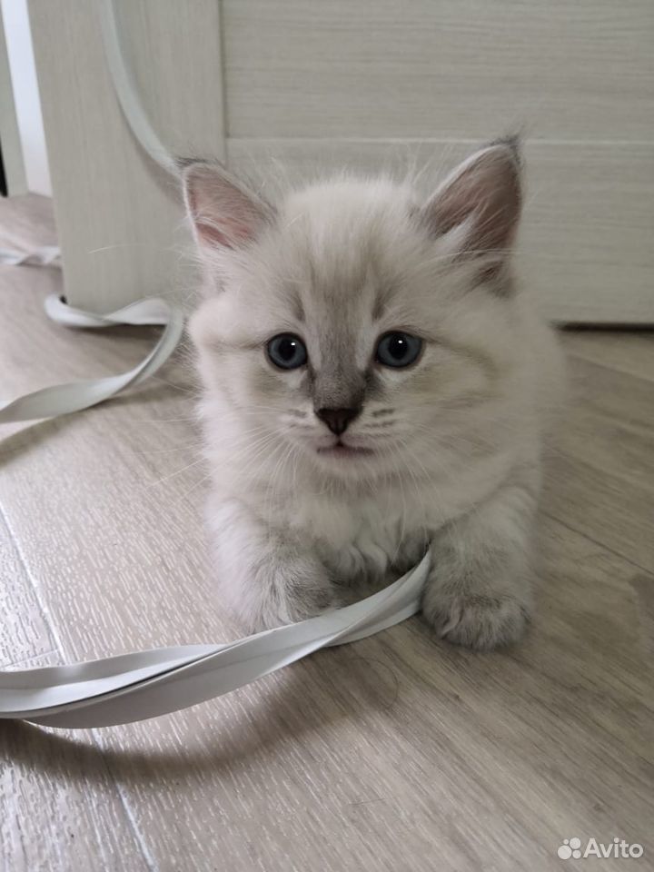 Отдаем котят в хорошие руки