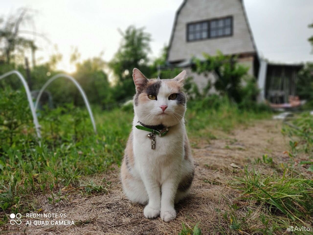 Кошка вязка