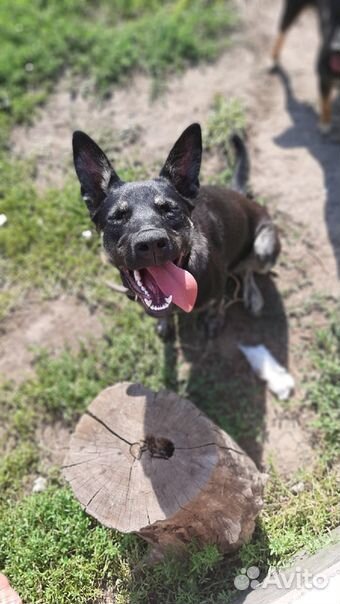 Собака стерилизованная