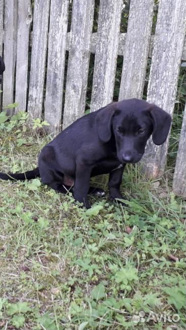 Щенята метисы в добрые руки