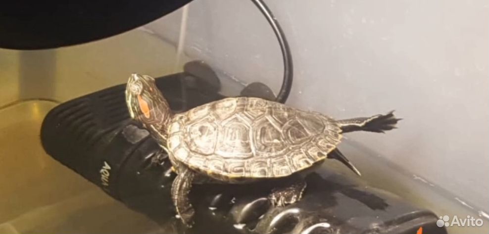 Водная черепашка