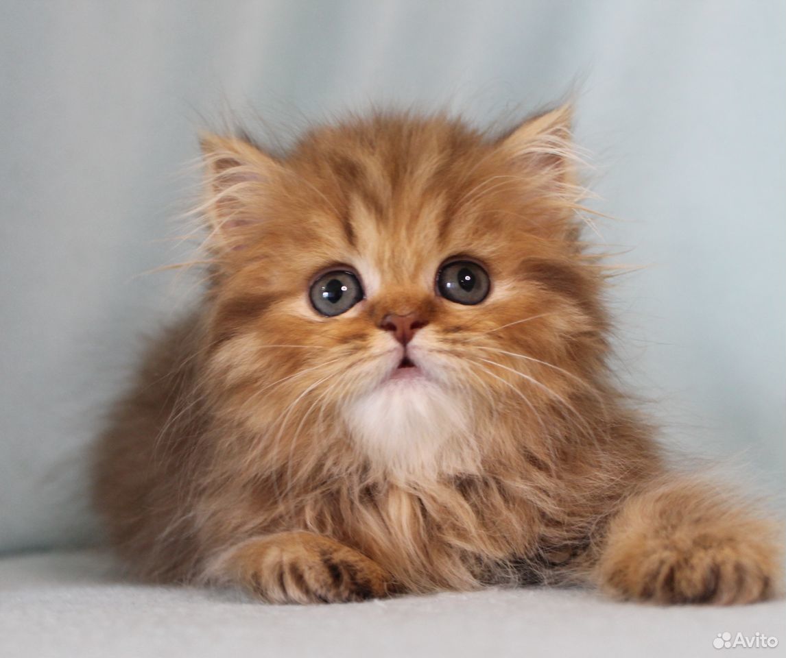 Шоколадная хайленд страйт малышка