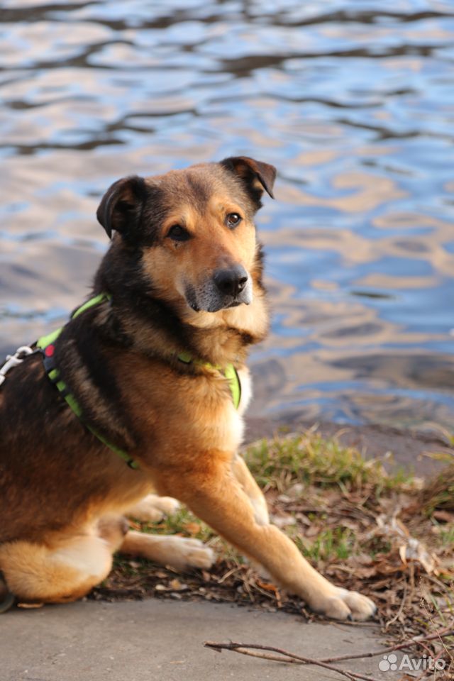 Песик Гриша в добрые руки