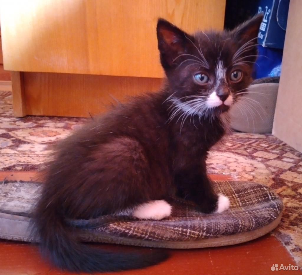 Котенок- мальчик 1.5 м