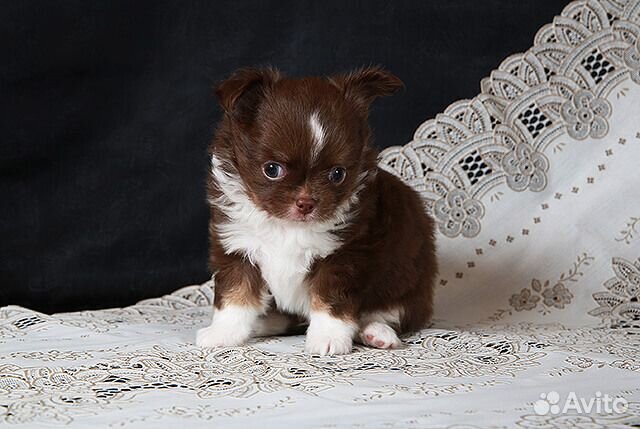 Чихуахуа щенки