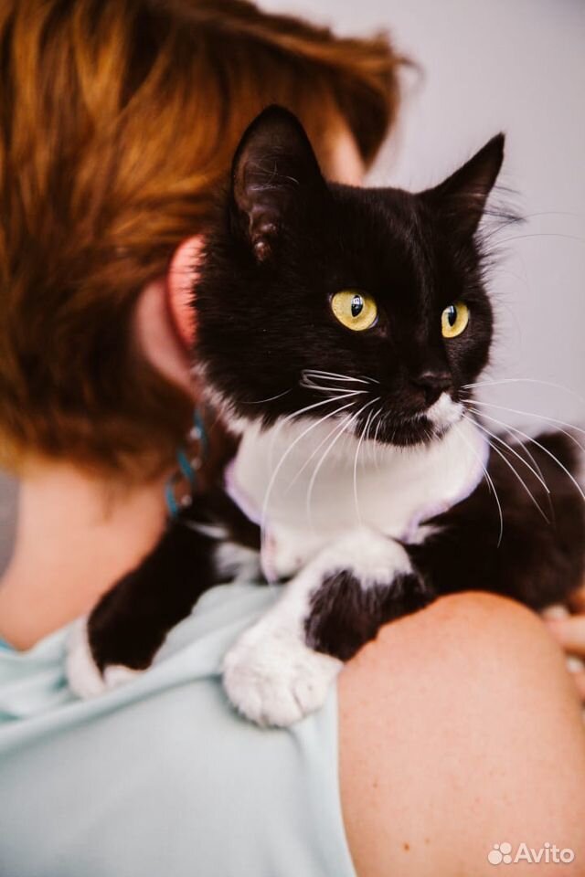 Ищет дом кошка мята