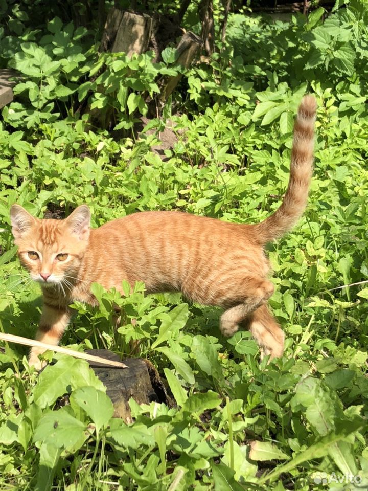 Котенок кот в дар бесплатно в добрые руки