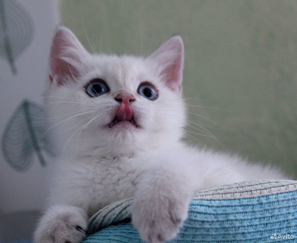 Синеглазая британская роскошь золотой колор пойнт