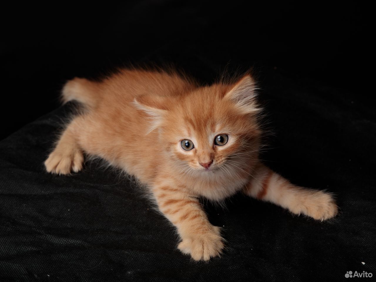 Котенок мальчик, возраст 1 мес ищет новый дом
