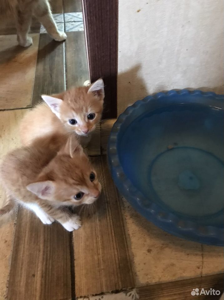 Котятки 1,5 месяца