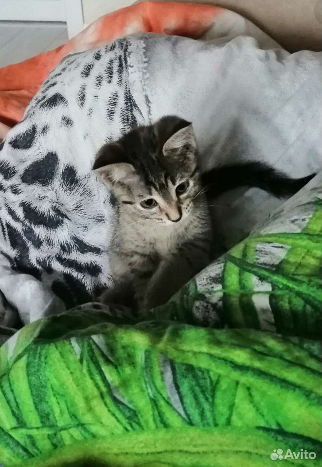 Котенок (кошечка)