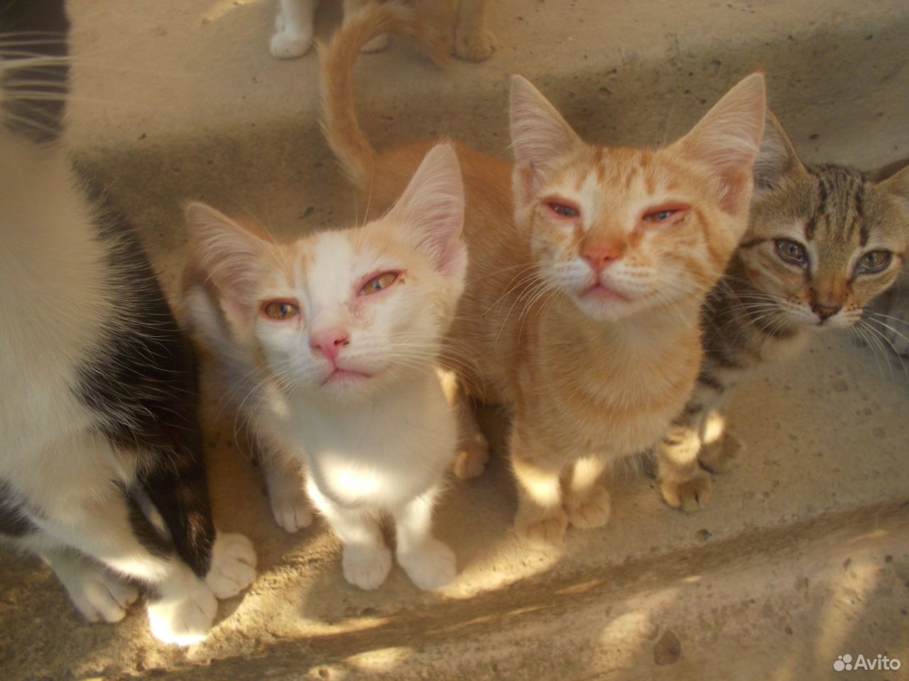 Котенок для радости