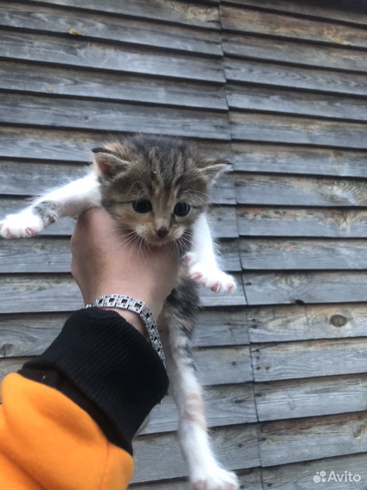 Кошка Пеструшка