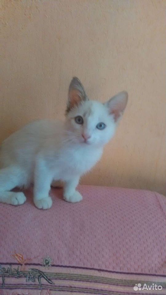 Котенок в добрые ручки