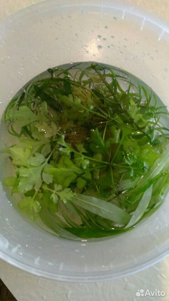 Растения для аквариума