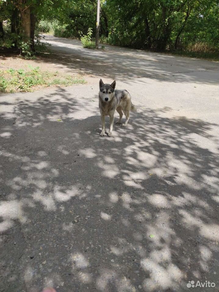 Хаски
