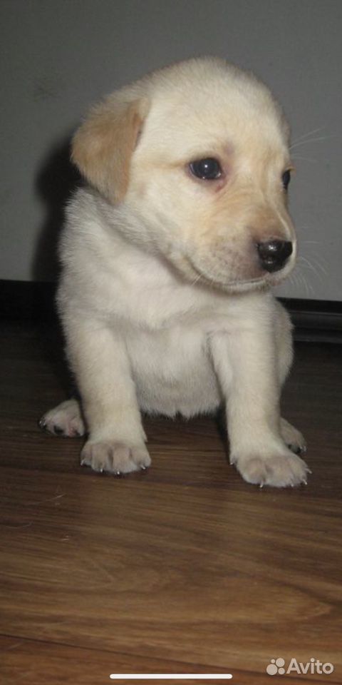 Щенок лобрадора