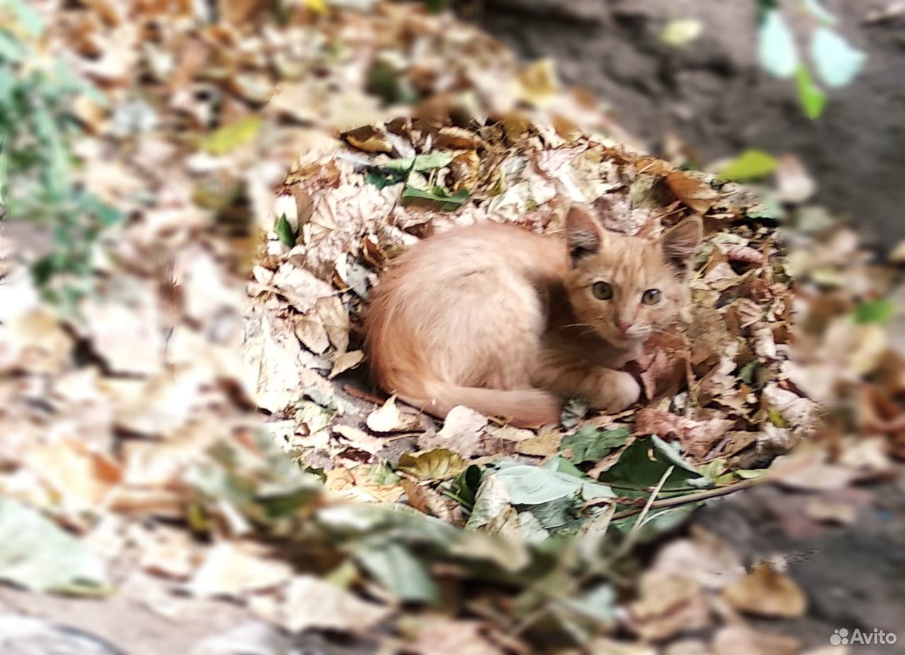 Теплые котята в ответственные руки